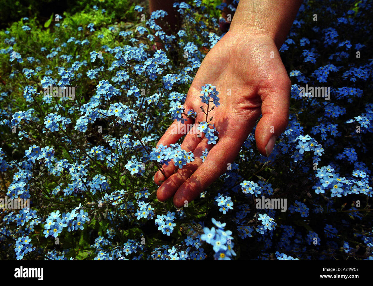 Forget Me Knots High Resolution Stock Photography and Images - Alamy