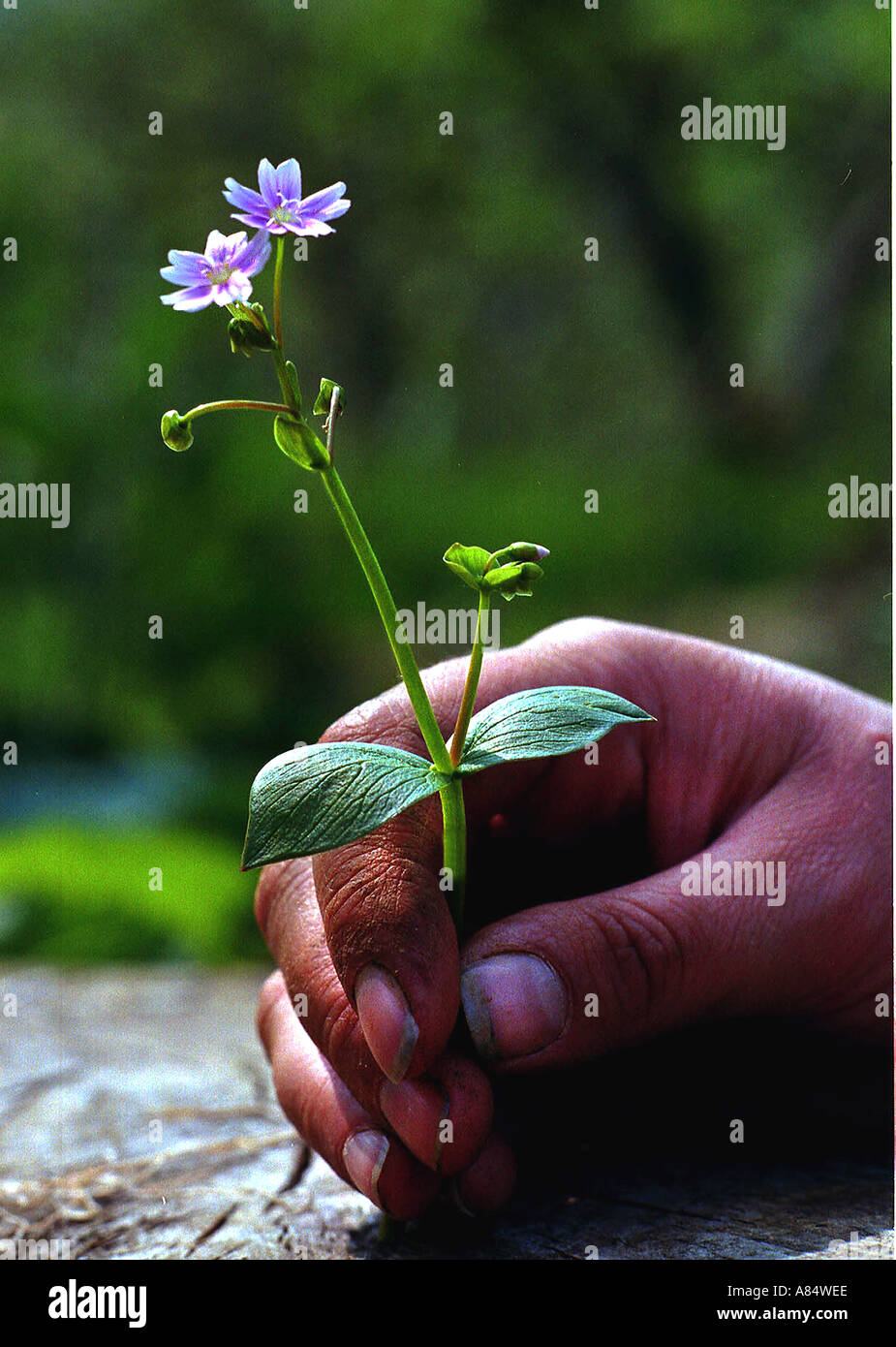 Forget me knot hi-res stock photography and images - Alamy