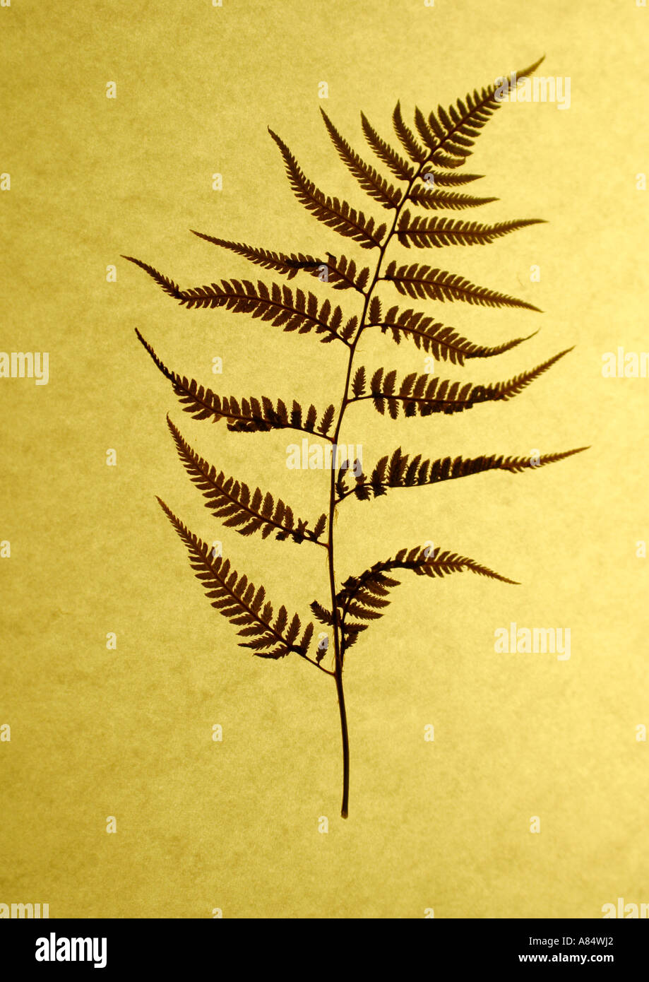Sample of fern hi-res stock photography and images - Alamy