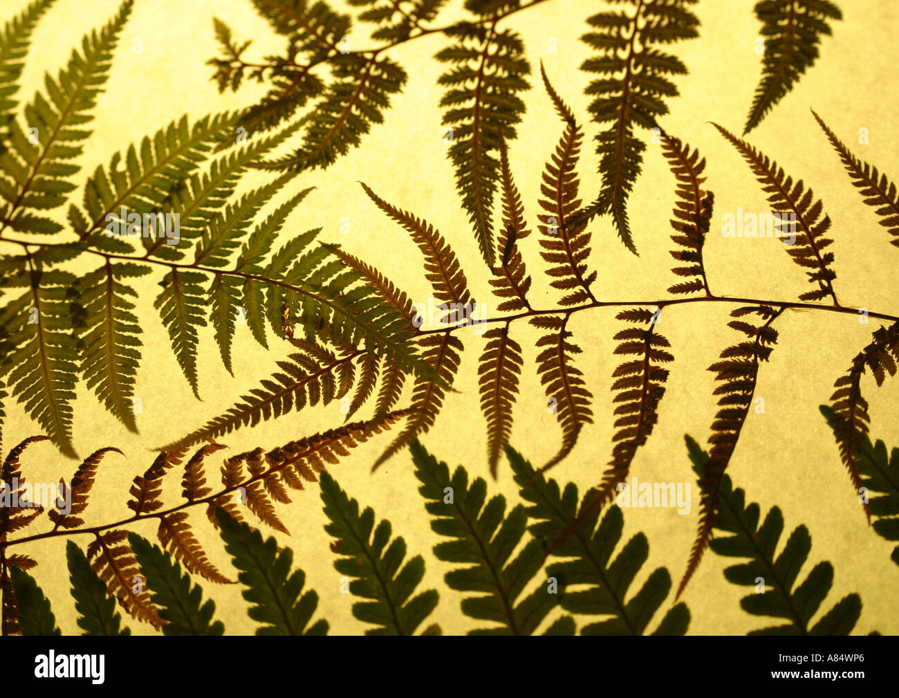 Real swamp root hi-res stock photography and images - Alamy