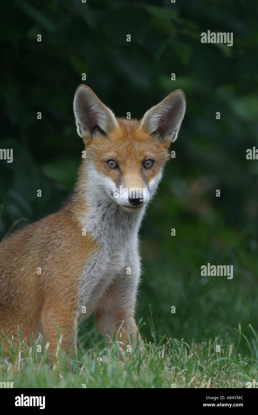 Red Fox (Vulpes vulpes) cub Stock Photo - Alamy