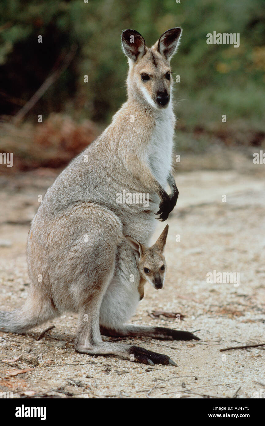 Mammals With Pouches