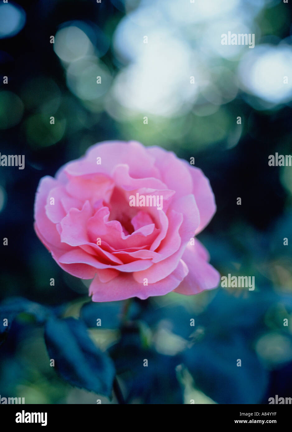 One single pink roses flowers outdoors hi-res stock photography and ...