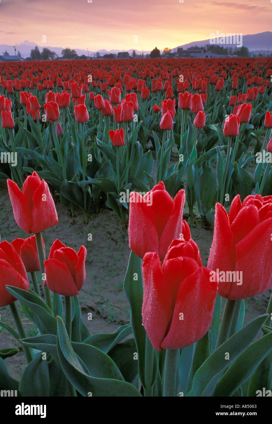 Tulips festivities hi-res stock photography and images - Alamy