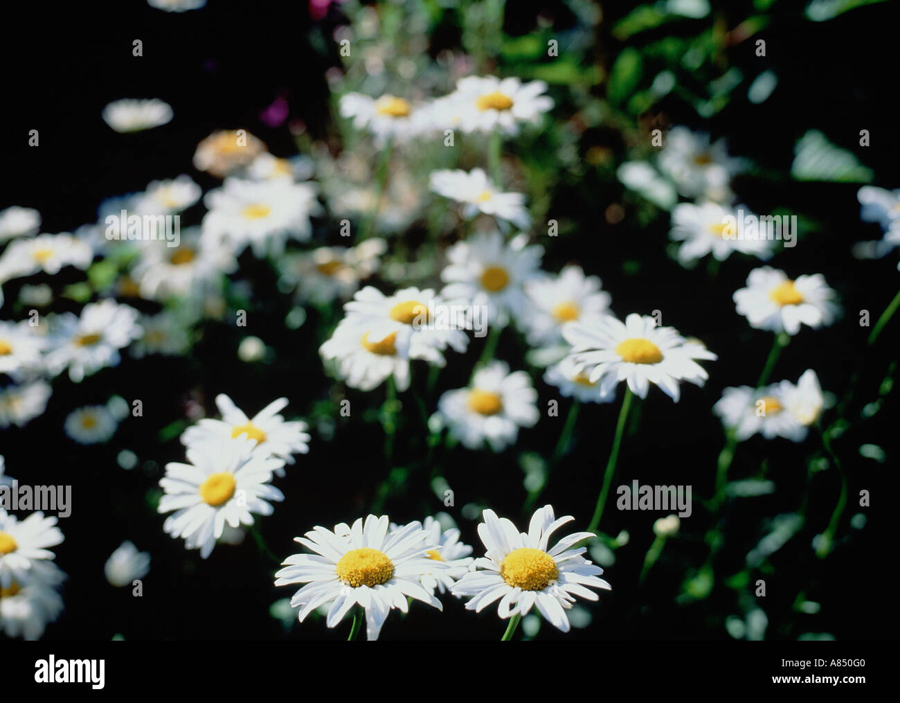 Photograph of common daisy hi-res stock photography and images - Alamy