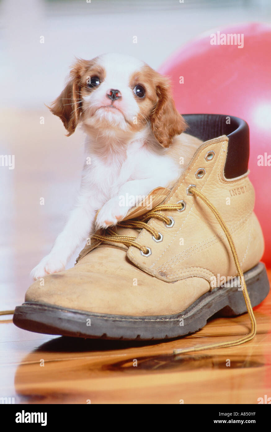 Cute puppy dog indoors, playing in man's boot. King Charles Spaniel ...