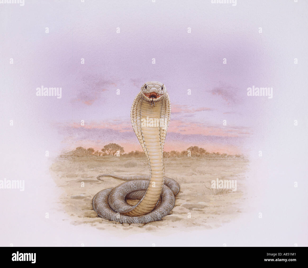 Snake coils hi-res stock photography and images - Alamy