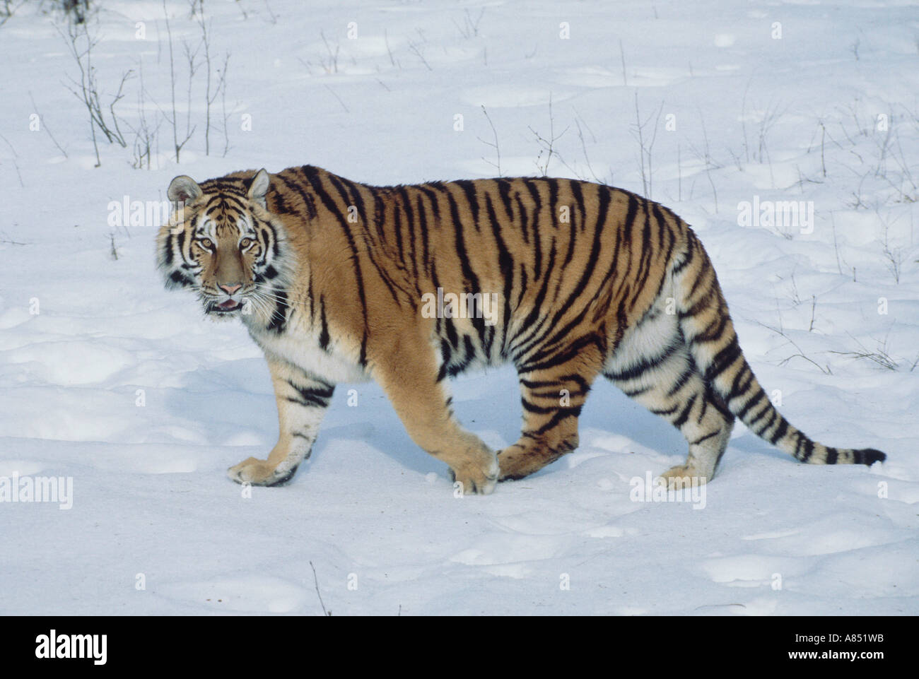 Siberian Tiger in the snow Stock Photo - Alamy