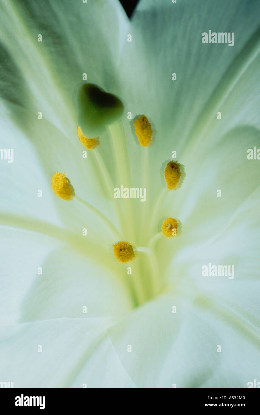 Plant. Close up of white Lily flower stamens androecium. (Lilium ...