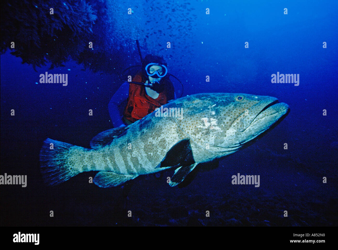 Woman estuary potato cod fish dive hi-res stock photography and images ...