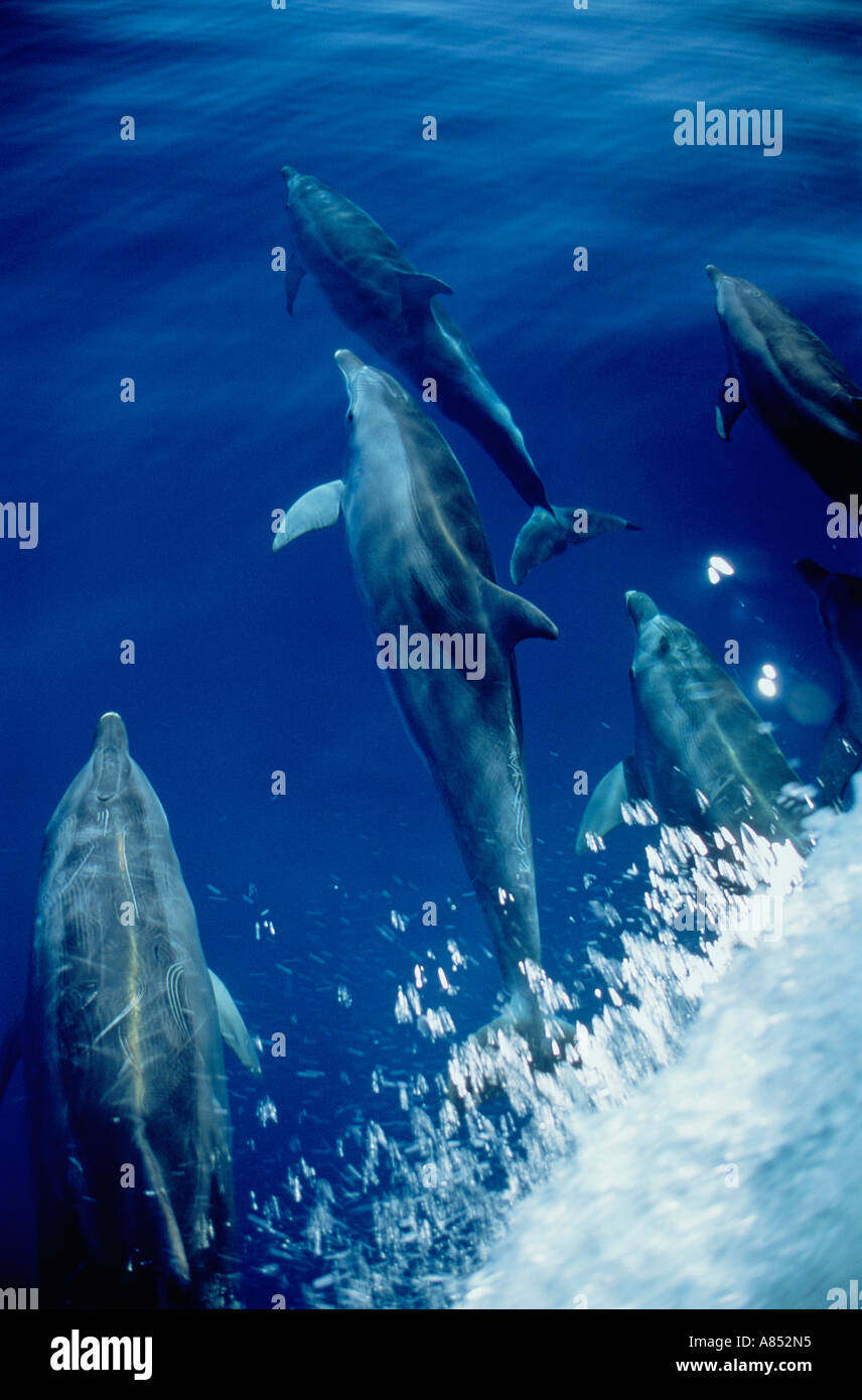 School of dolphins swimming in ship's bow wave. Australia. Queensland ...