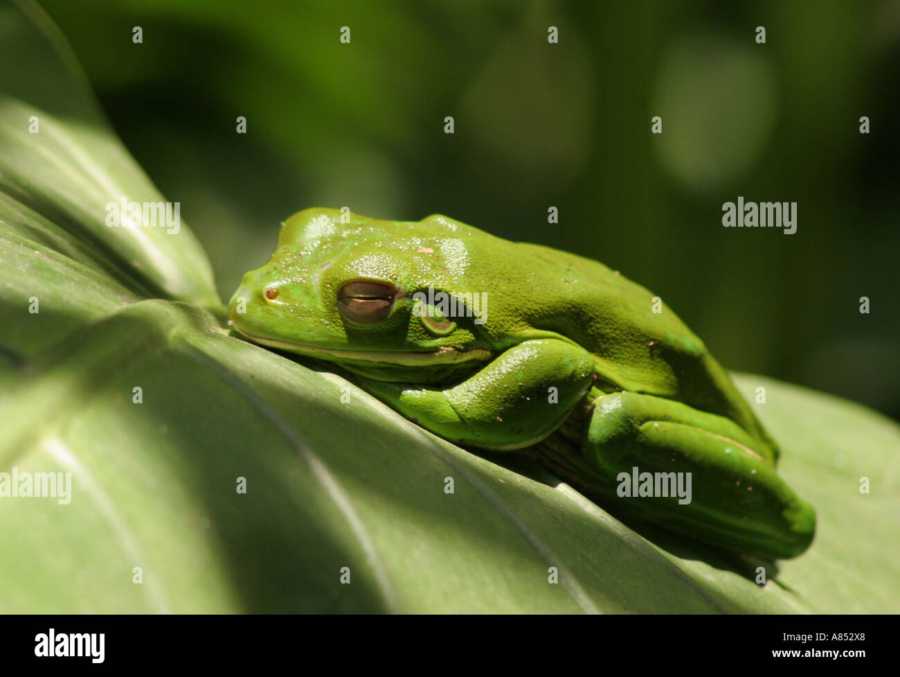 Green Tree Frog sleeping on a leaf in a rain forest in Queensland ...