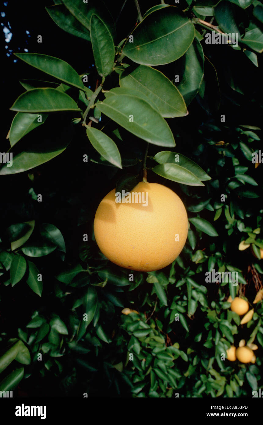 Grapefruit citrus x paradisi fruit hi-res stock photography and images ...