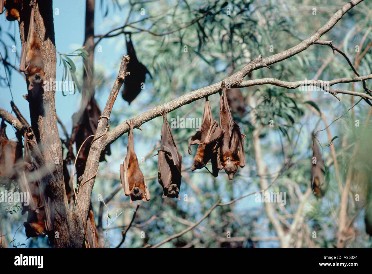 Australian wildlife. Flying Foxes bats hanging in Eucalyptus tree ...