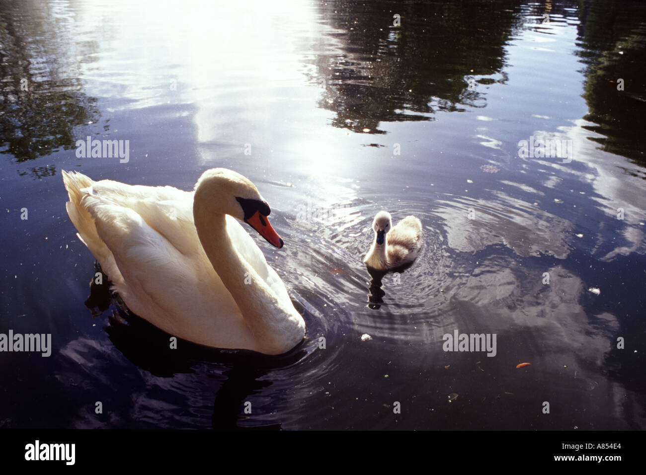 Swan and Cygnet Stock Photo - Alamy