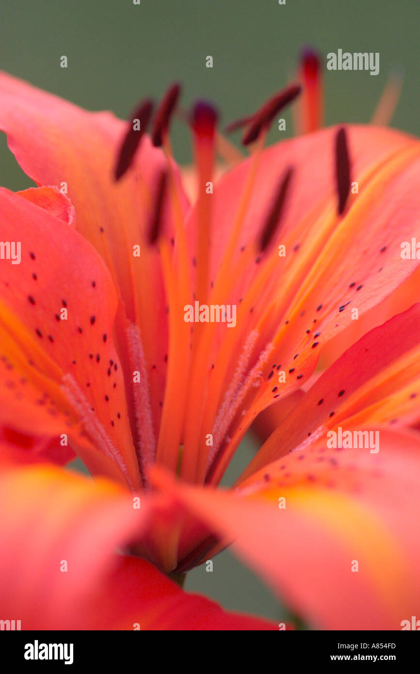 Orange pixie lily hi-res stock photography and images - Alamy