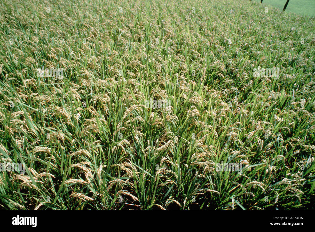 Japan. Okinawa. Agriculture. Rice crop close-up Stock Photo - Alamy