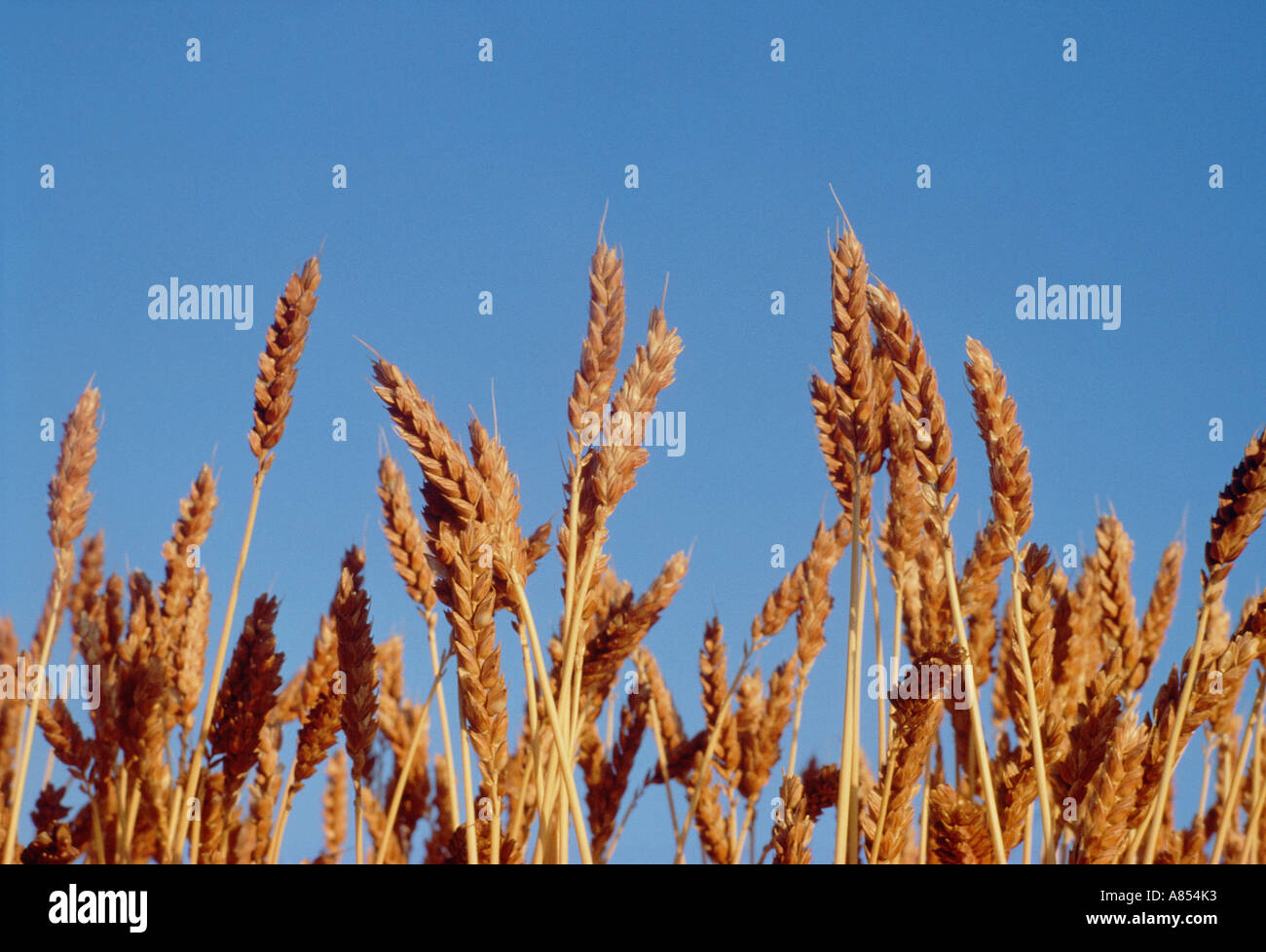 Botany cereal wheat triticum hi-res stock photography and images - Alamy