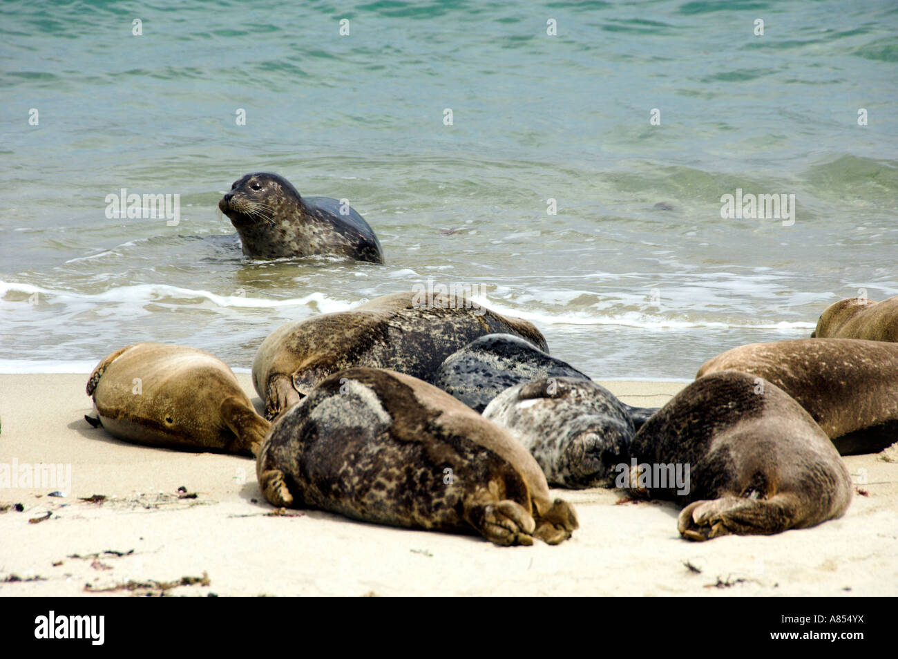 Seal Pups And Females Hauled Out On The Beach At La Jolla California