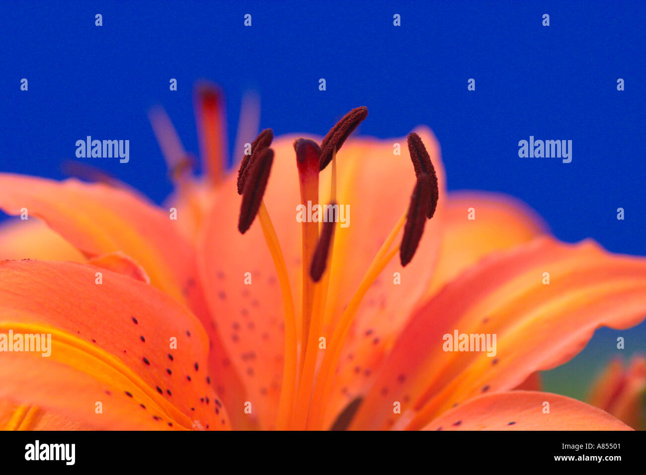 Orange pixie lily hi-res stock photography and images - Alamy