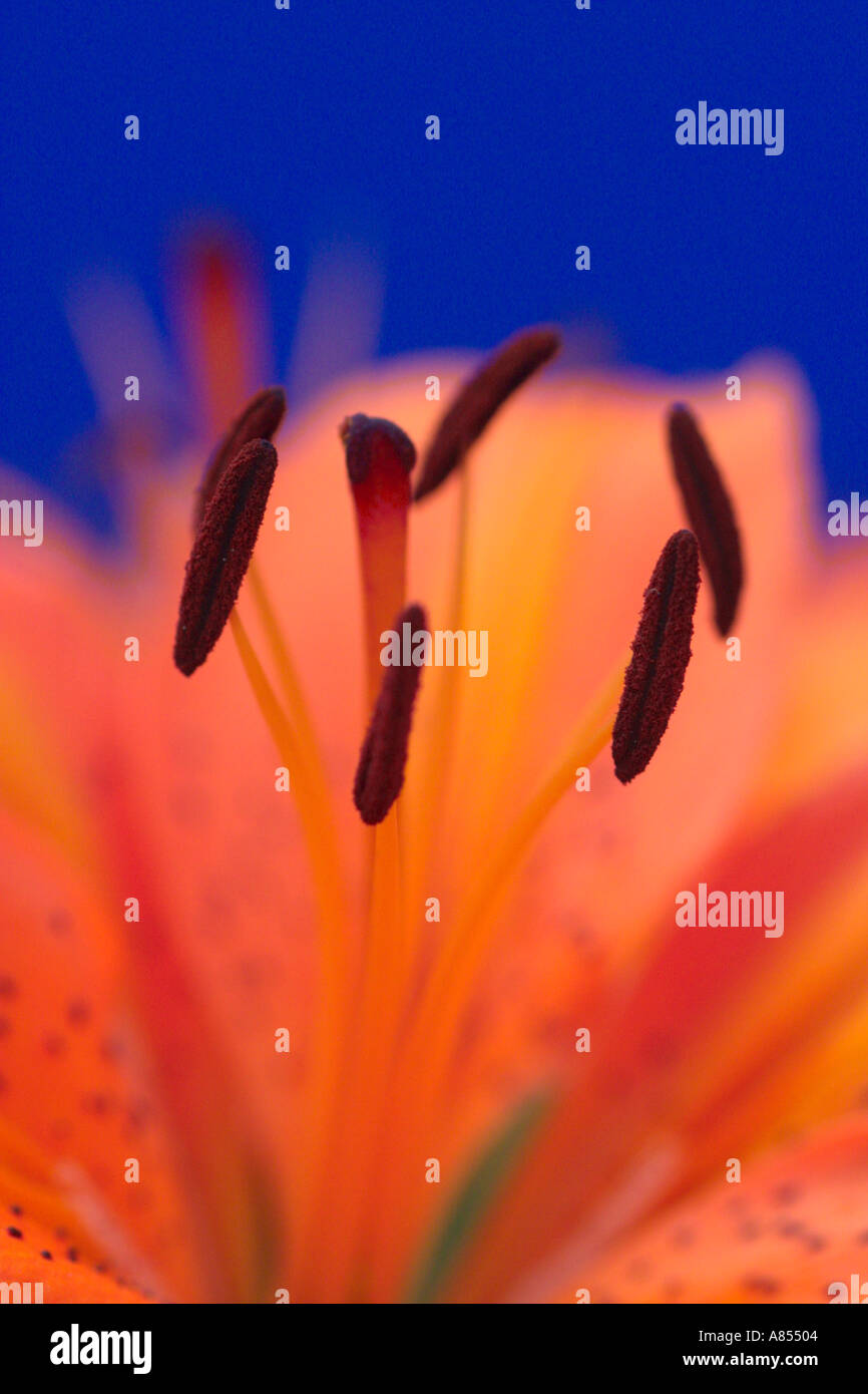 Orange pixie lily hi-res stock photography and images - Alamy