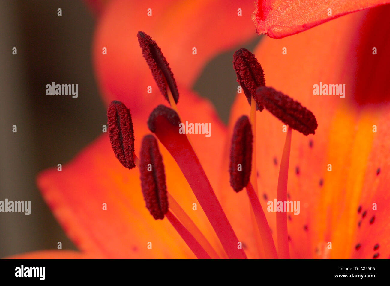 Orange pixie lily hi-res stock photography and images - Alamy