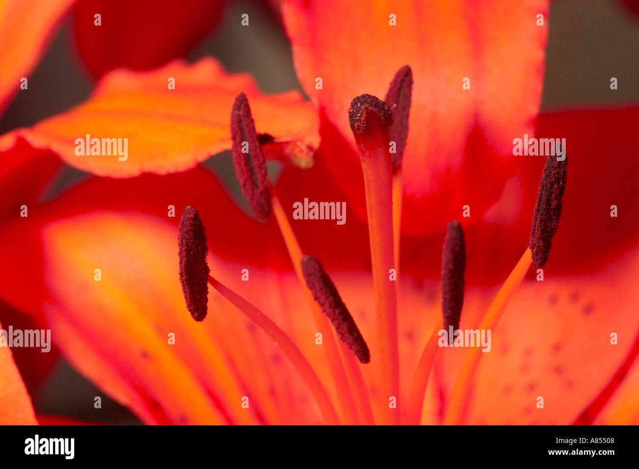 Asiatic Lily Orange Pixie Flower Stock Photo - Alamy