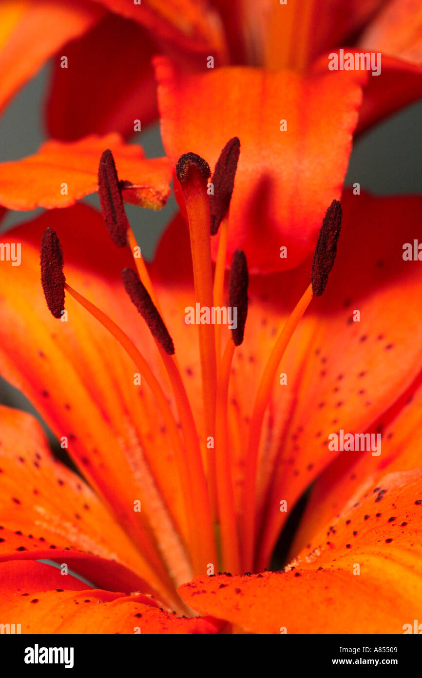 Orange pixie lily hi-res stock photography and images - Alamy
