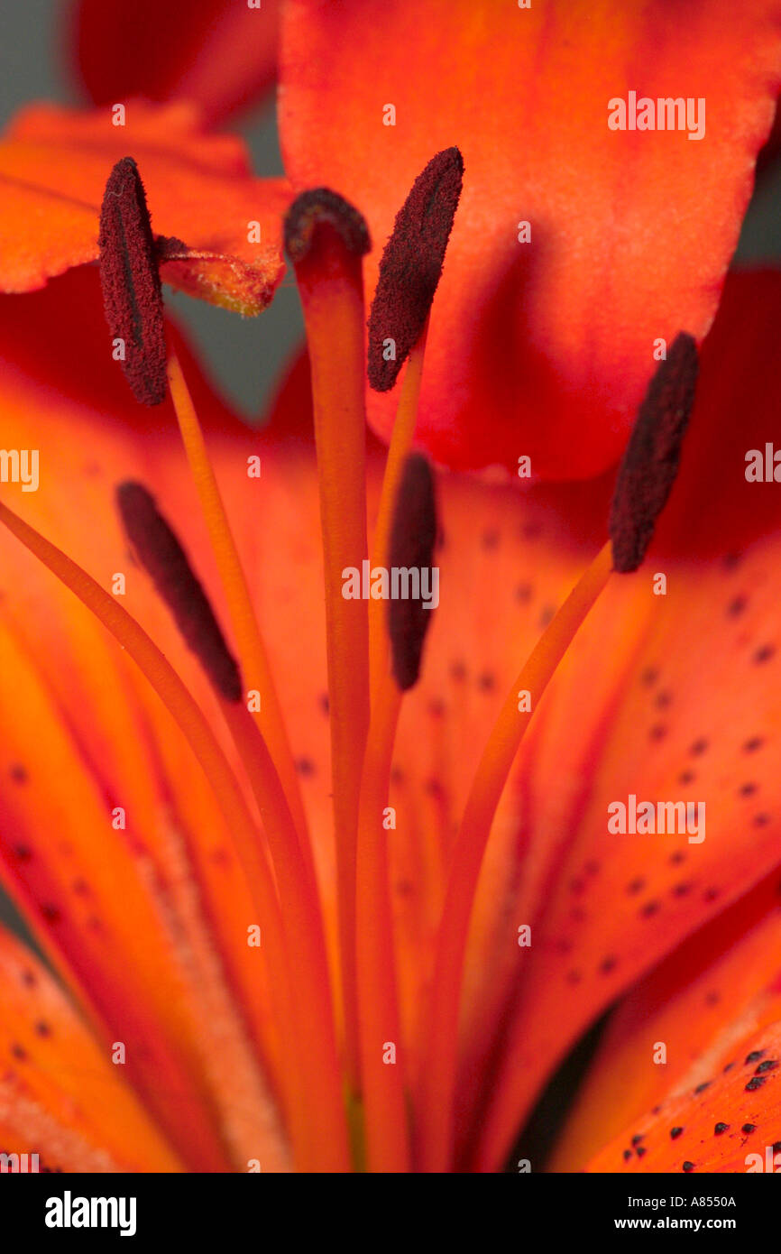 Asiatic Lily Orange Pixie Flower Stock Photo - Alamy