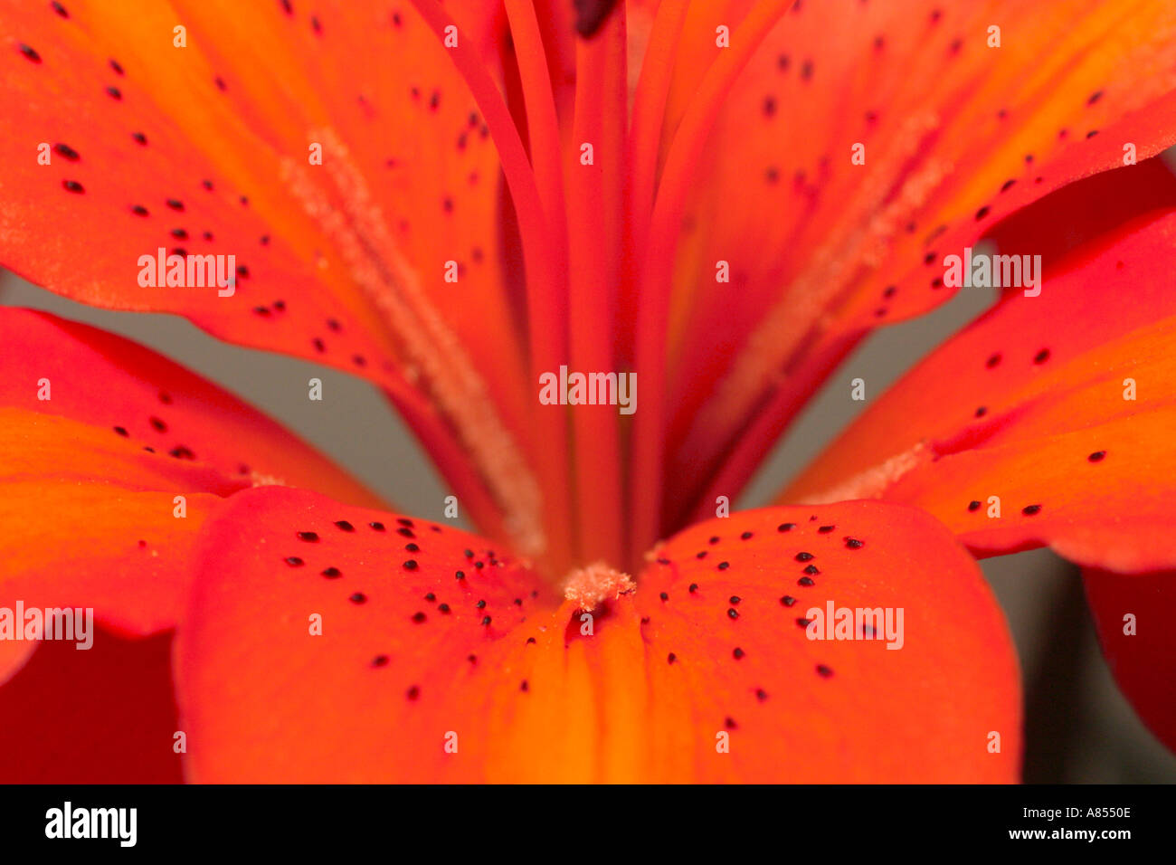 Orange pixie lily hi-res stock photography and images - Alamy