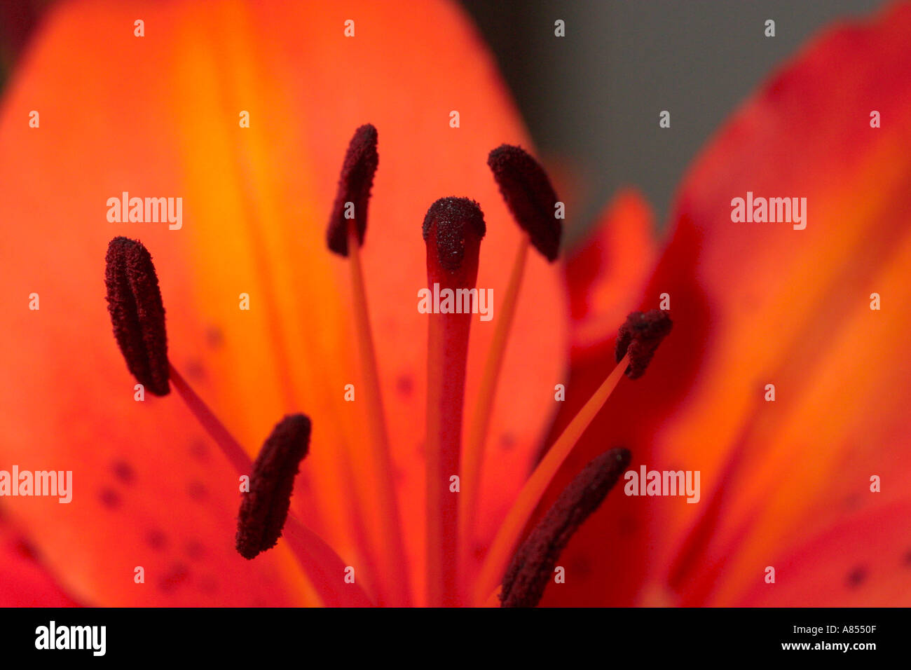 Asiatic Lily Orange Pixie Flower Stock Photo - Alamy