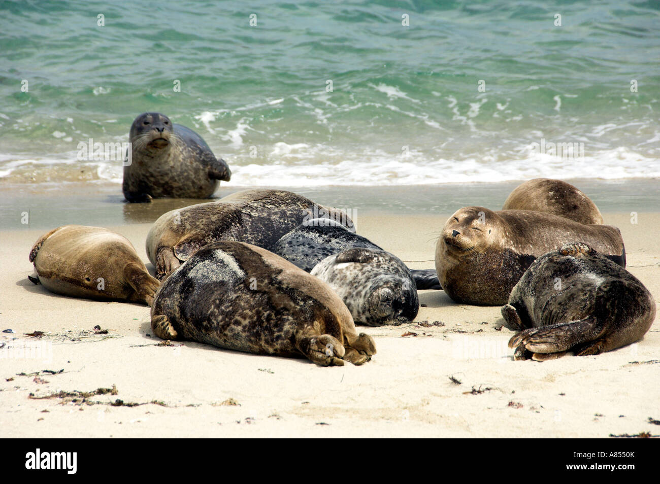 Seal pups and females hauled out on the beach at La Jolla California ...