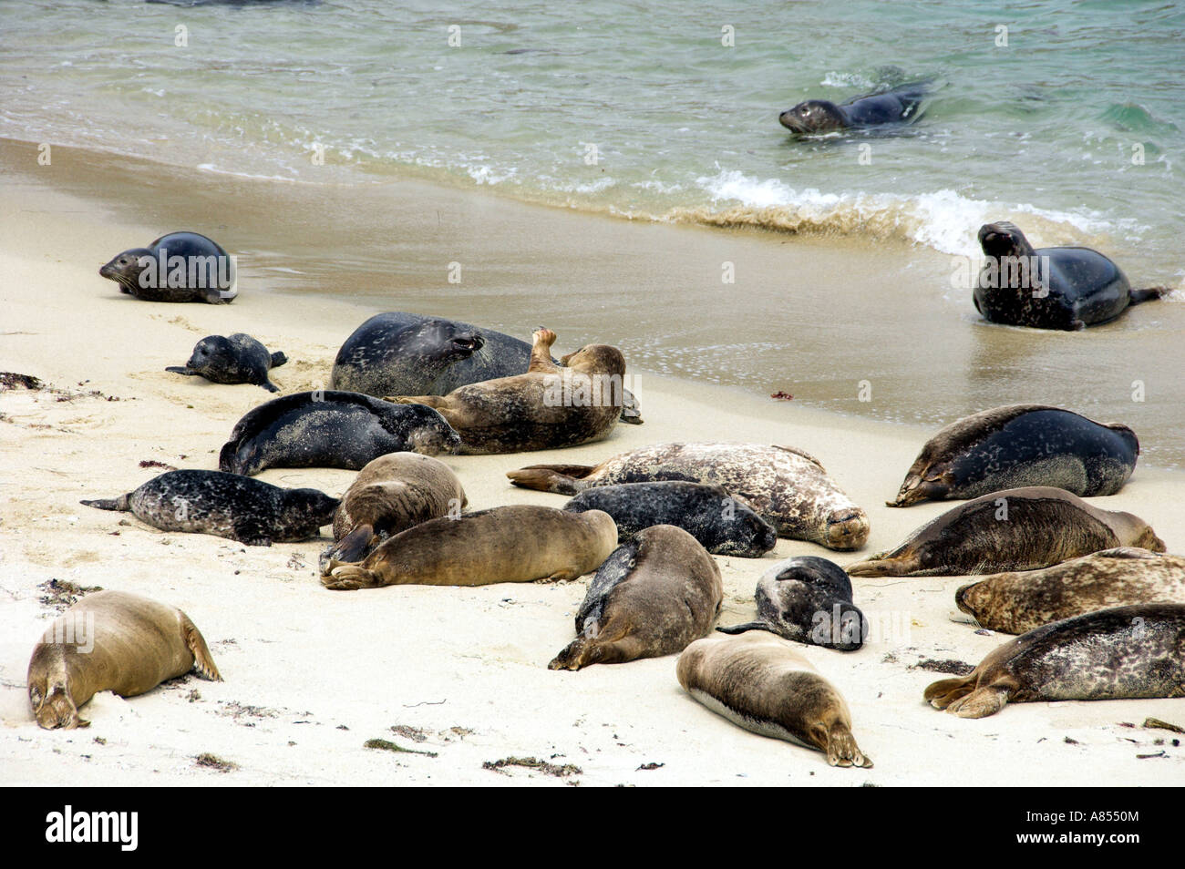 Seal pups and females hauled out on the beach at La Jolla California ...