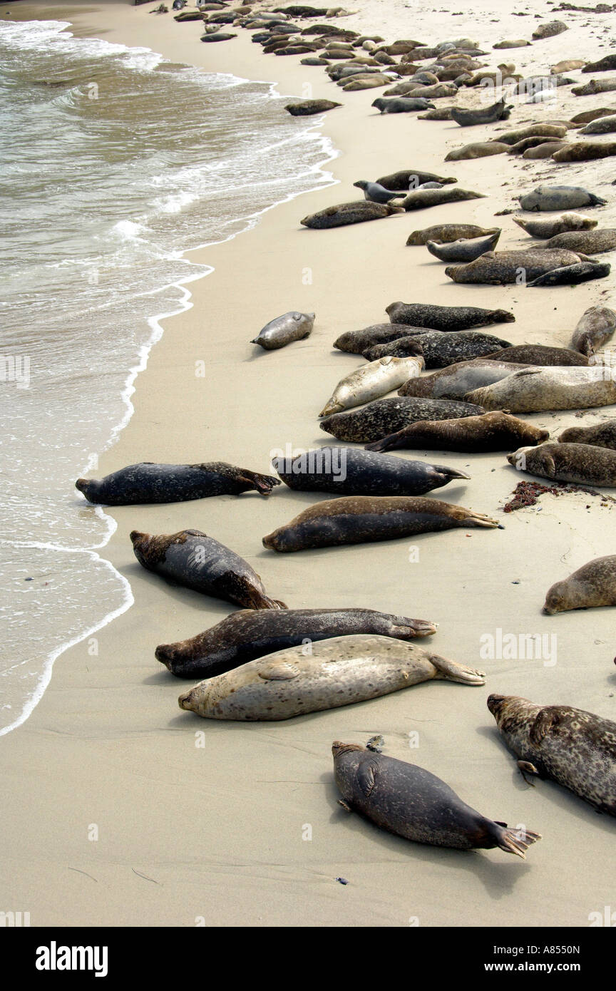 Seal pups and females hauled out on the beach at La Jolla California ...