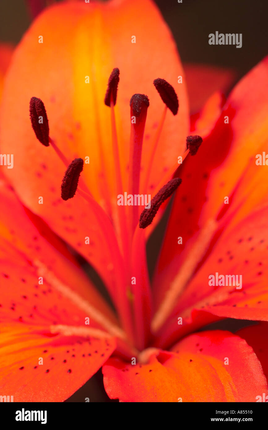 Asiatic Lily Orange Pixie Flower Stock Photo - Alamy