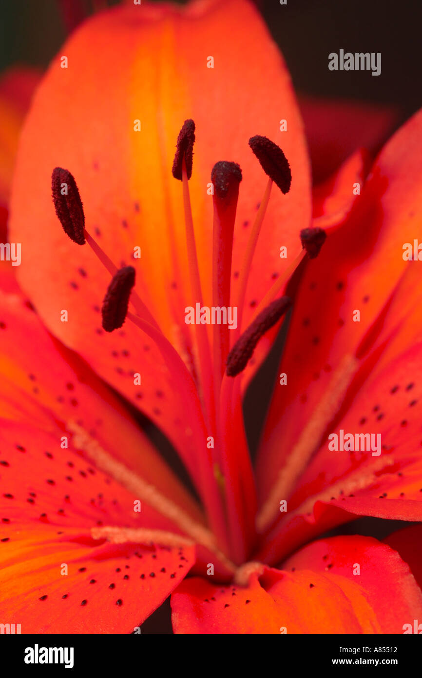 Orange pixie lily hi-res stock photography and images - Alamy