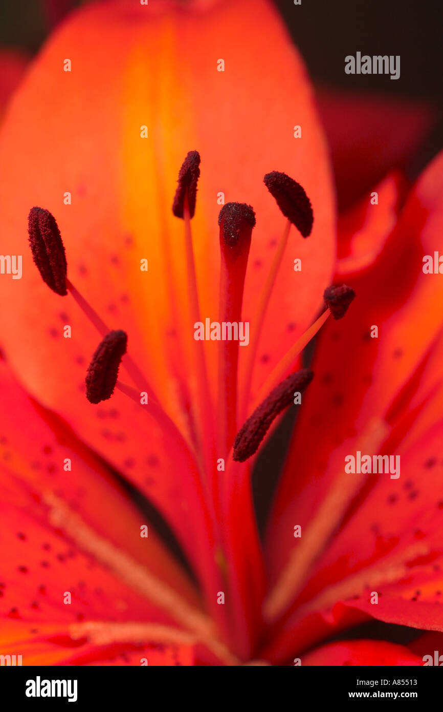 Asiatic Lily Orange Pixie Flower Stock Photo - Alamy