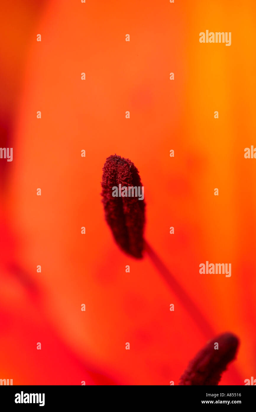 Asiatic Lily Orange Pixie Flower Stock Photo - Alamy
