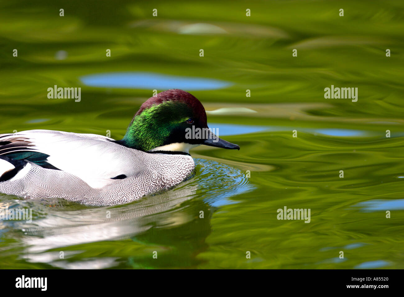 Black falcata hi-res stock photography and images - Alamy