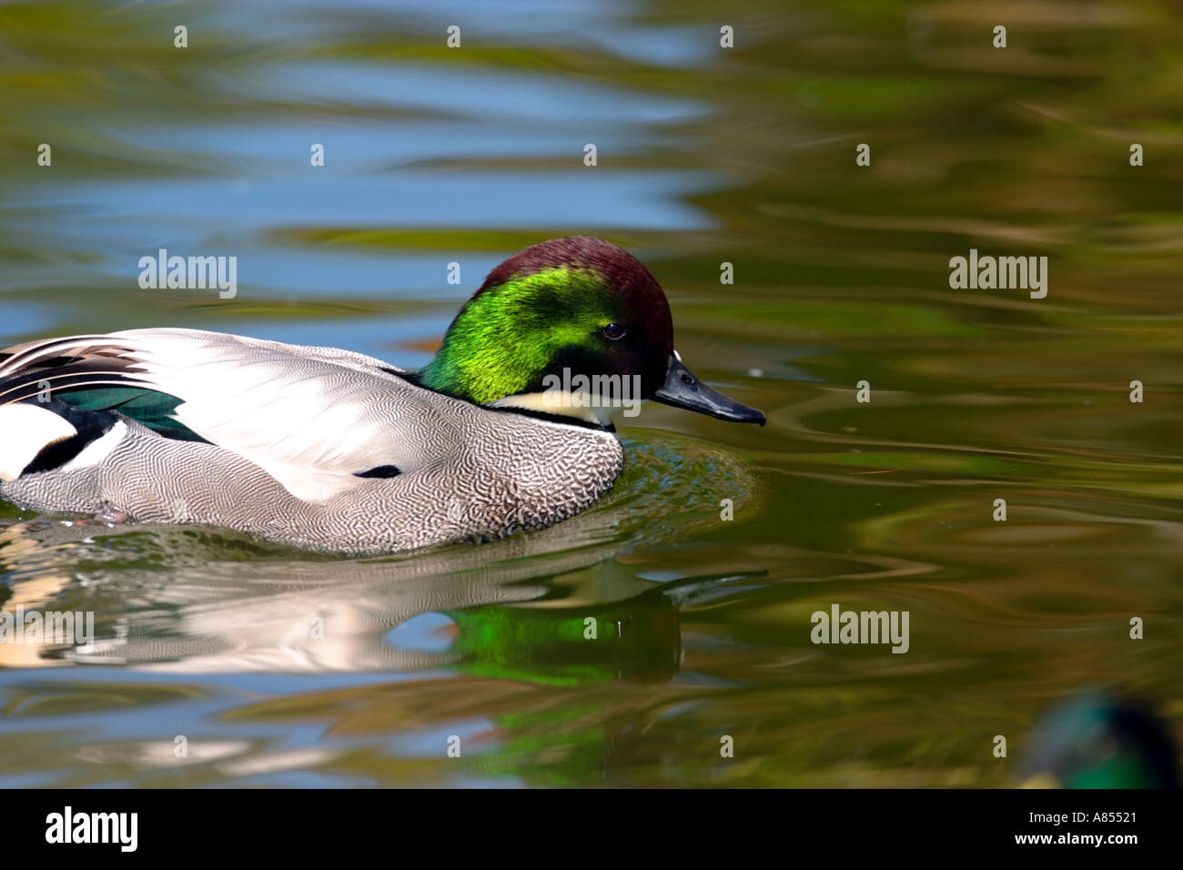 Black falcata hi-res stock photography and images - Alamy