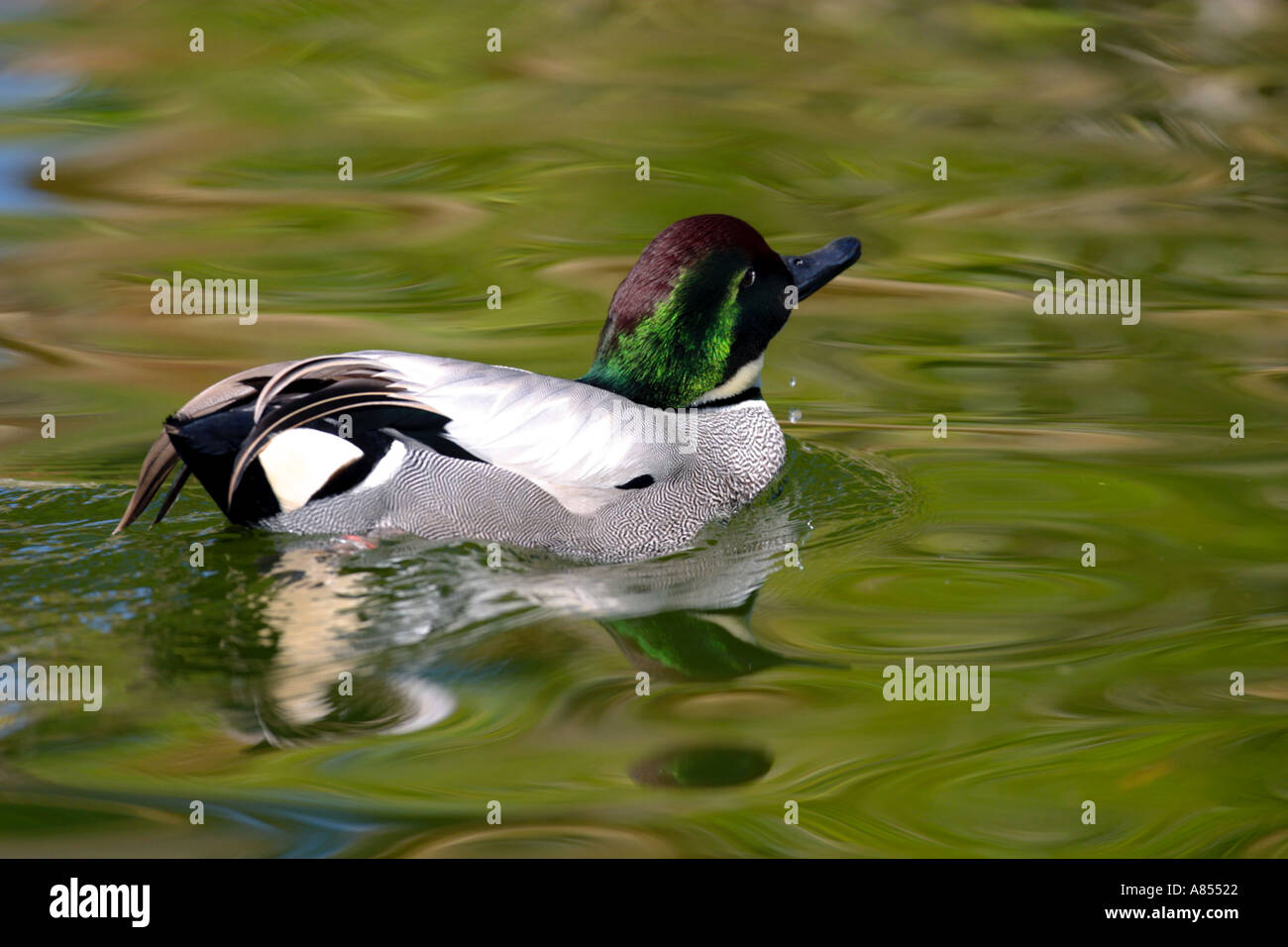 Black falcata hi-res stock photography and images - Alamy