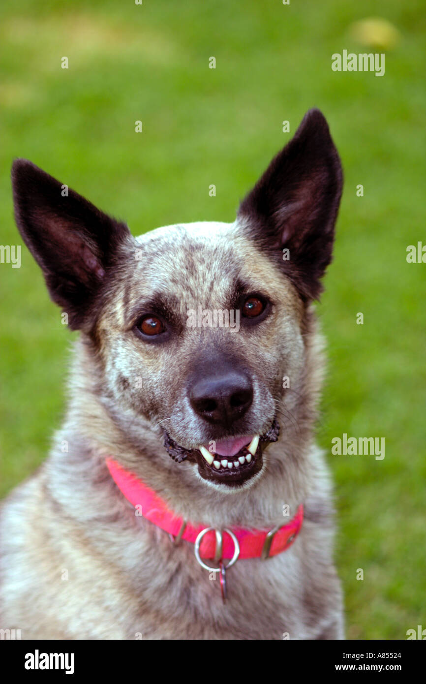 Shepherd Greyhound Mixed Breed Dog Canis familiaris Stock Photo - Alamy