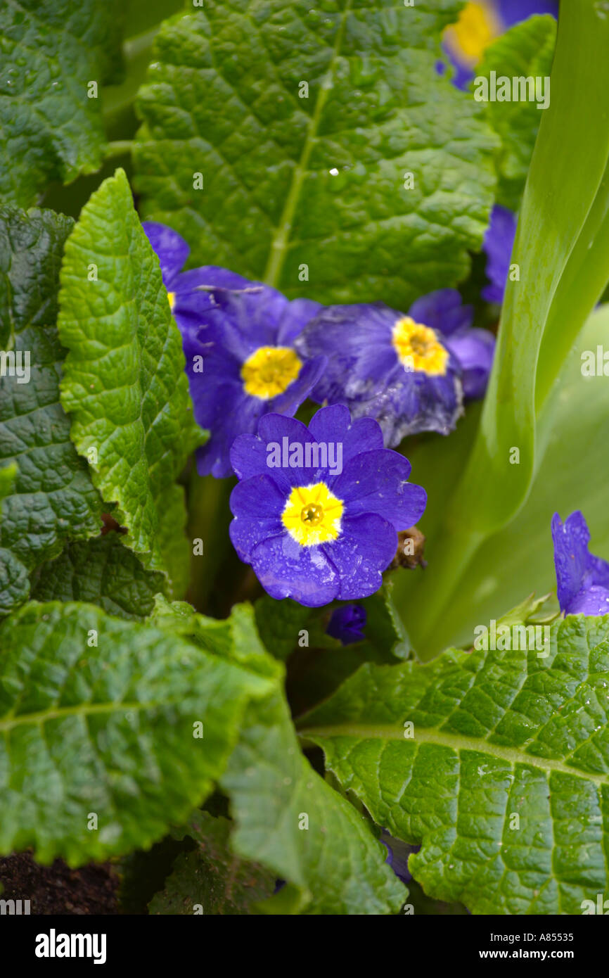 Primrose Pageant Mid Blue Stock Photo - Alamy