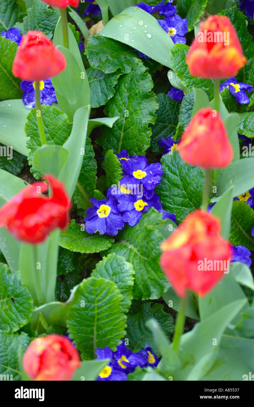 Parrot Tulip Flaming Parrot and Primrose Pageant Mid Blue Stock Photo ...
