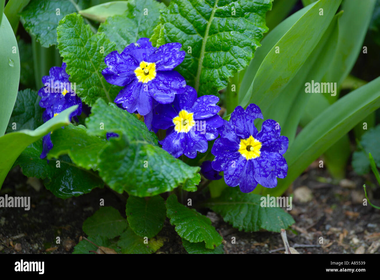 Pageant garden hi-res stock photography and images - Alamy