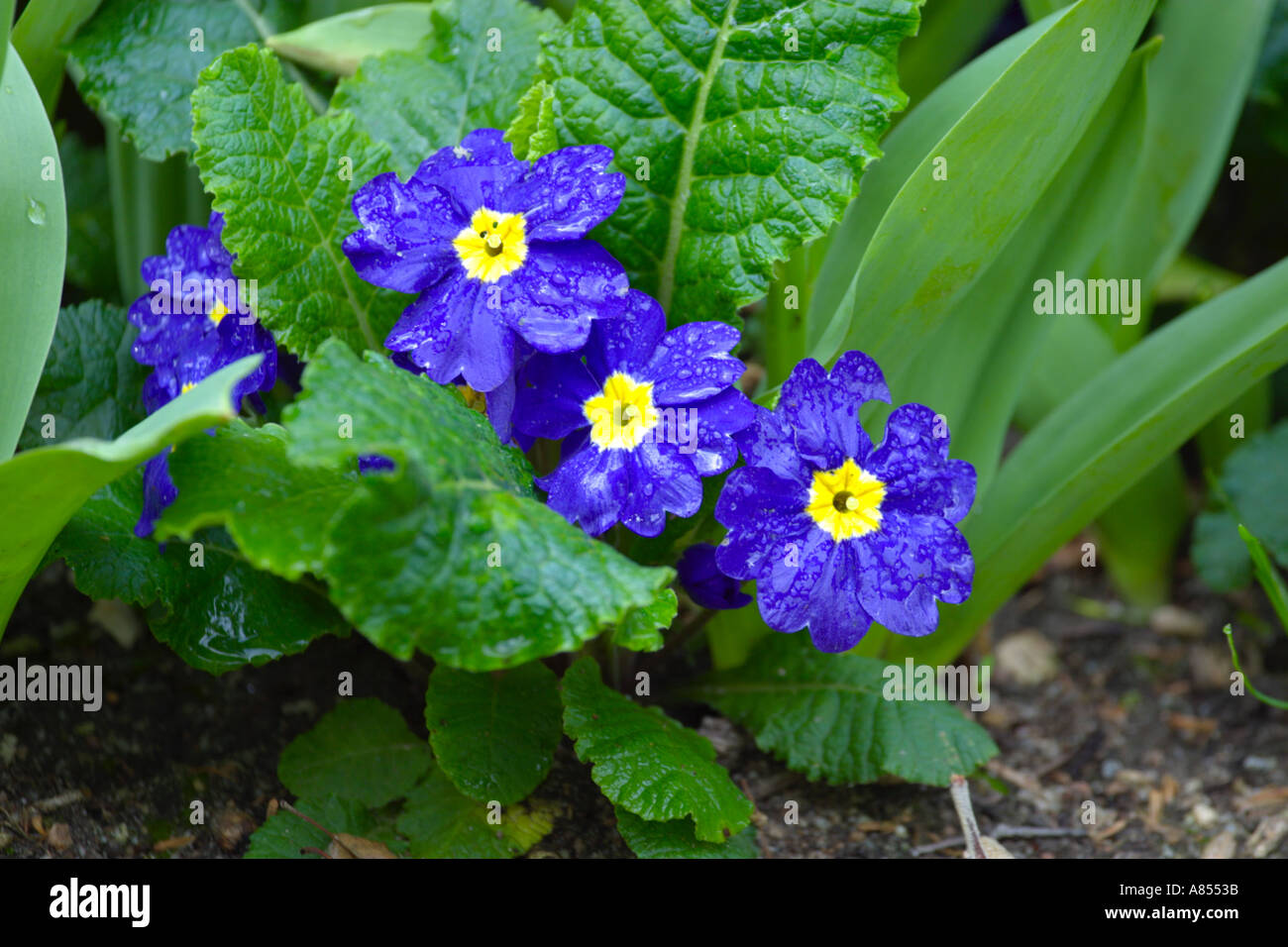 Primrose Pageant Mid Blue Stock Photo - Alamy