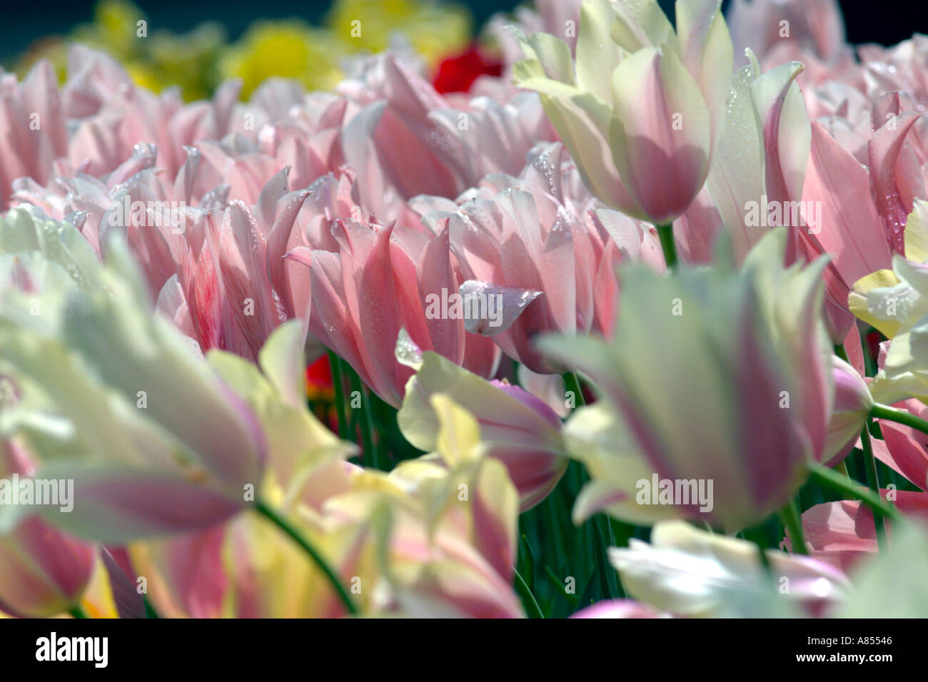 Tulip blushing beauty hi-res stock photography and images - Alamy