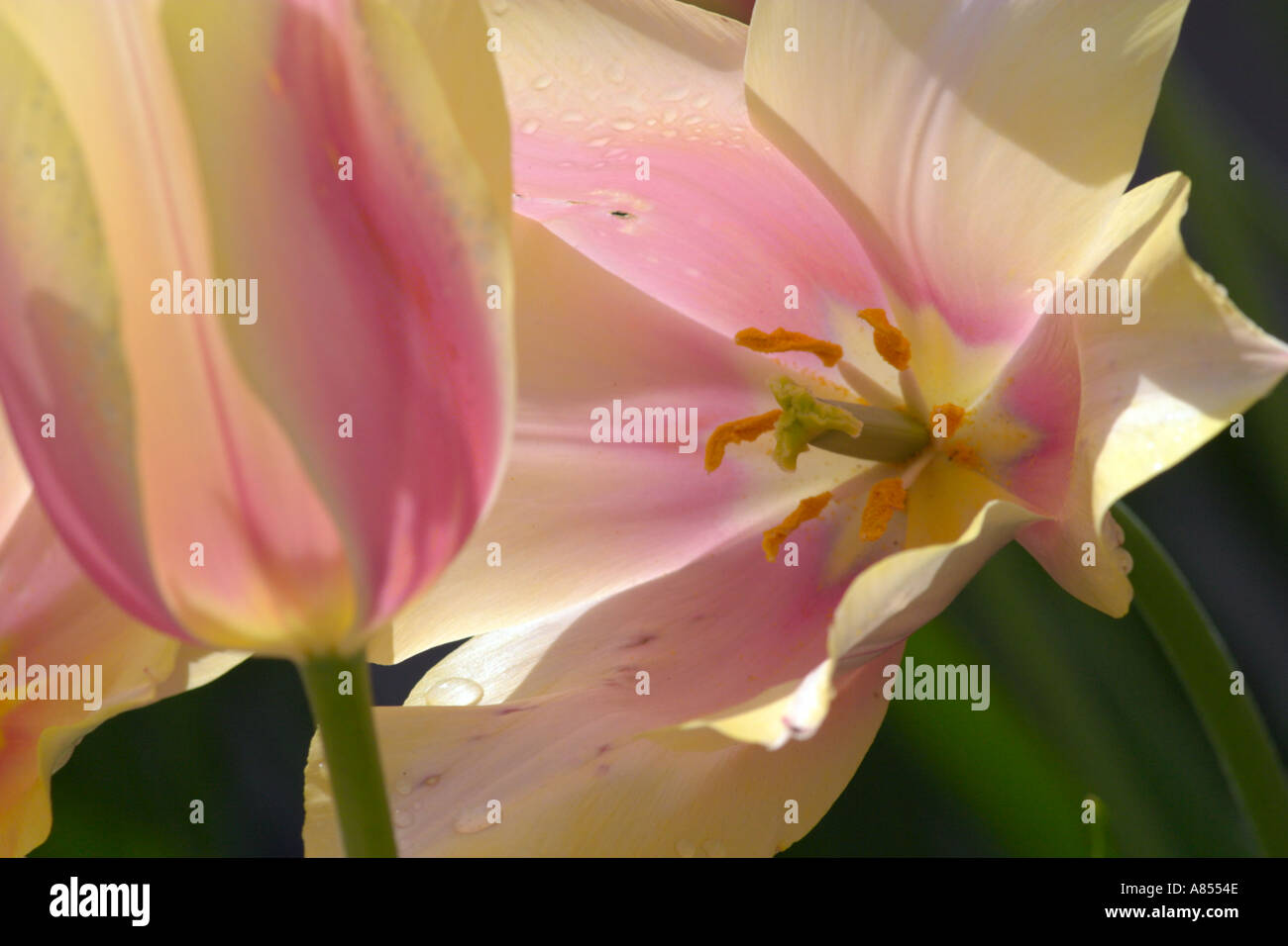 Tulip Blushing Beauty Stock Photo - Alamy