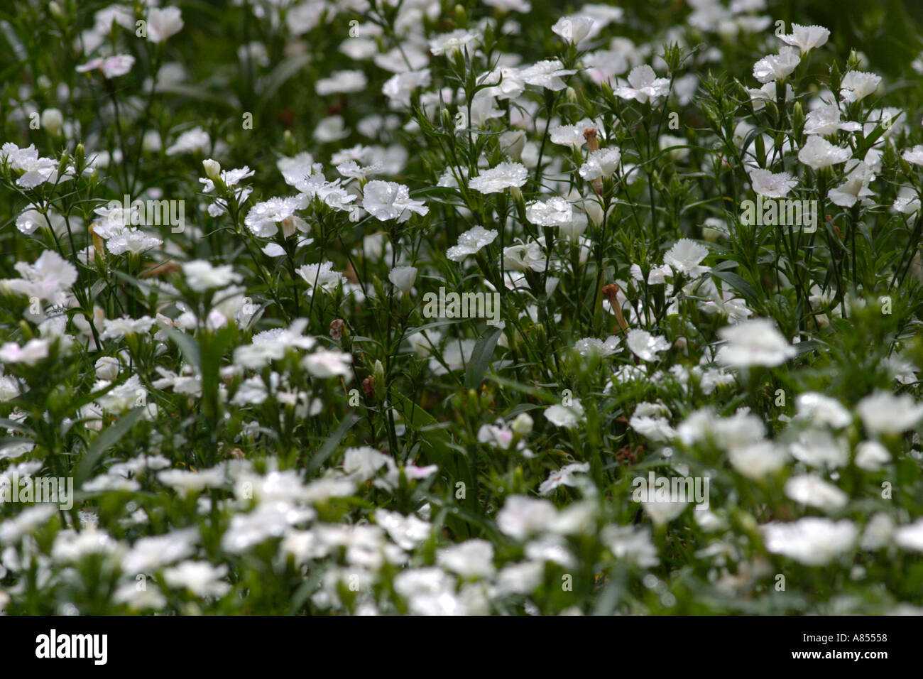 White Carnation Telstar Stock Photo - Alamy