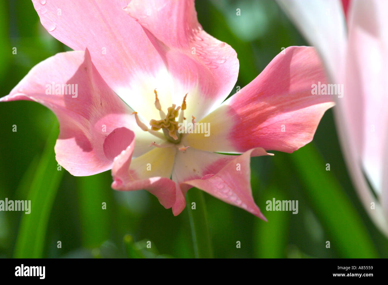 Blushing beauty tulip hi-res stock photography and images - Alamy